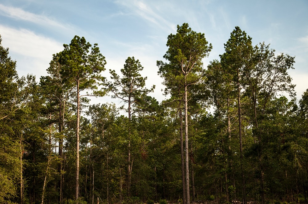 Strengthening Forest Stewardship in the US: Why the FSC US Forest ...